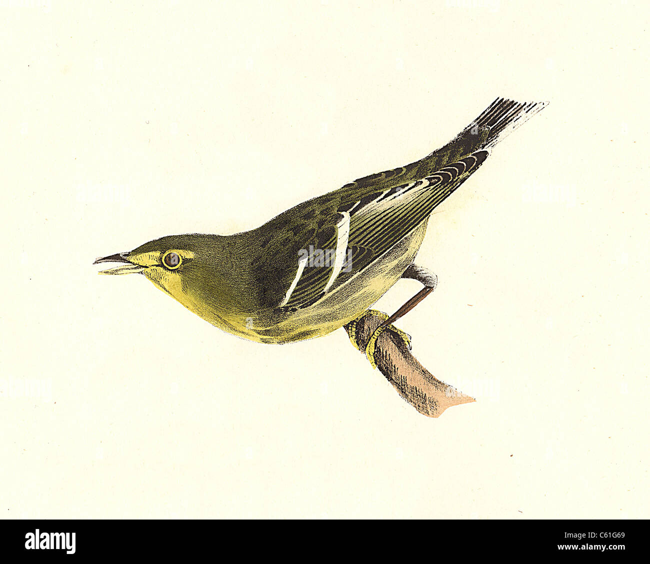 Der Schierling Warbler Blackburnian Warbler (Sylvicola, parus ...