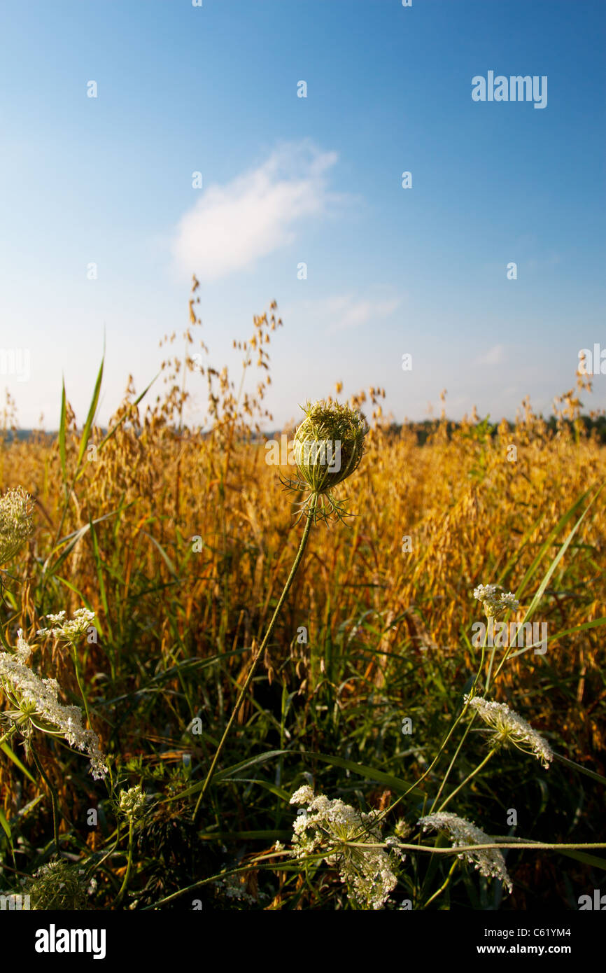 Wilder Kümmel Pflanze Stockfotografie - Alamy