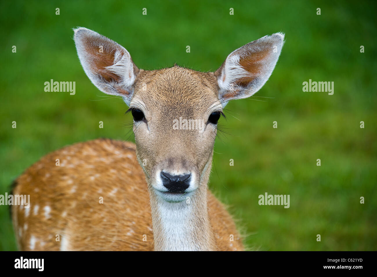 Weibliche Hirschkuh Wilde Wild Lebende Tiere Stockfotos und -bilder ...