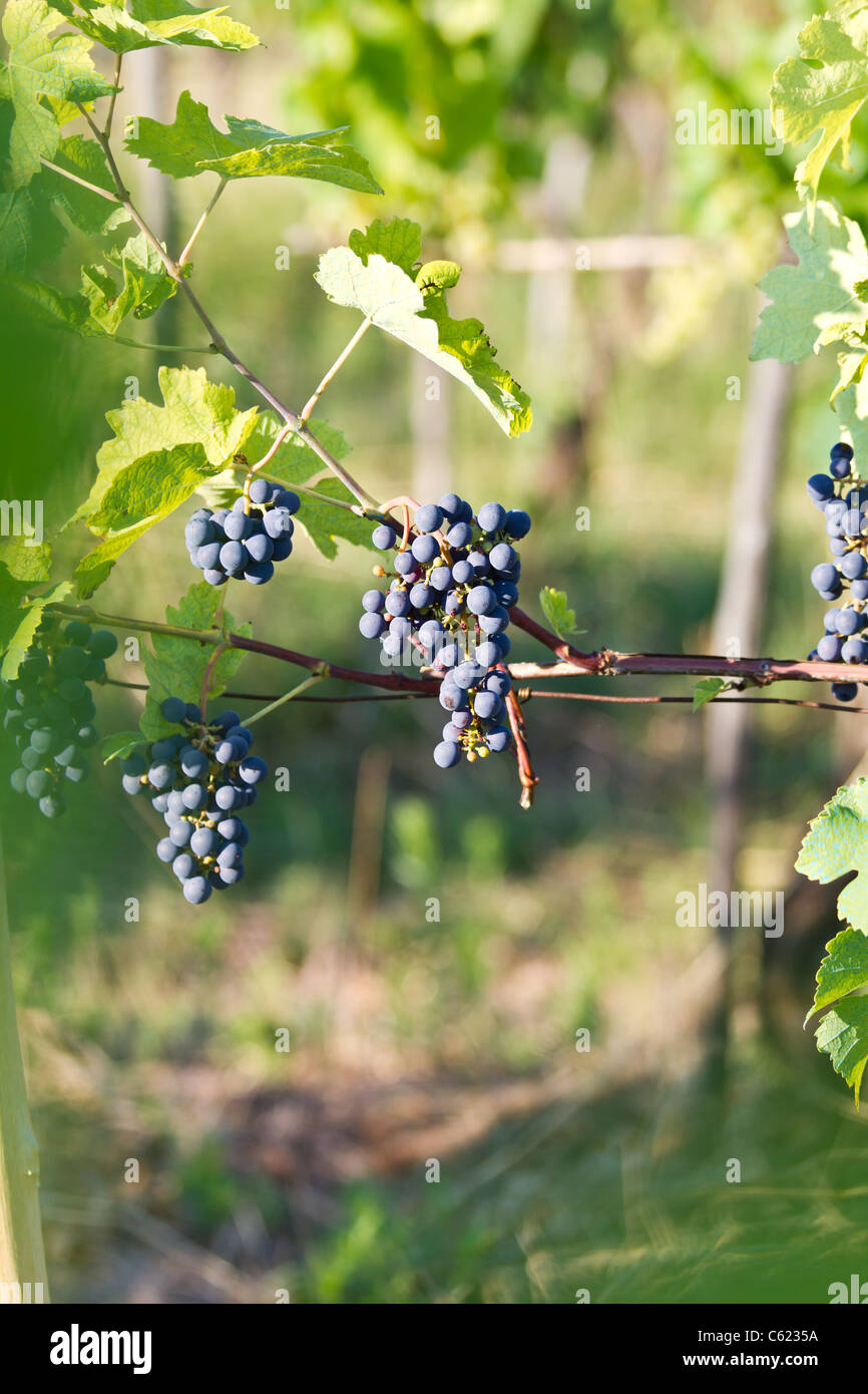 Wein rebe weinanbau -Fotos und -Bildmaterial in hoher Auflösung – Alamy