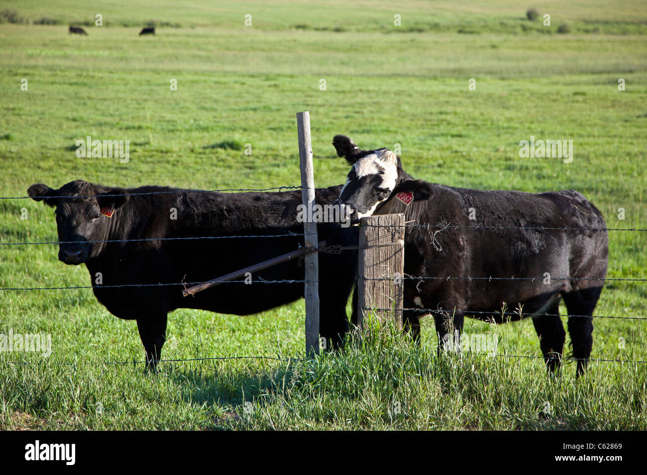 Hereford Cattle Stockfotos und -bilder Kaufen - Alamy