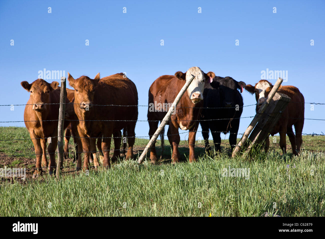 Rinder Auf Der Ranch Stockfotos und -bilder Kaufen - Seite 2 - Alamy