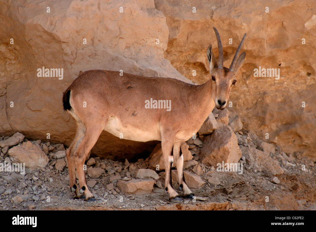 Weiblicher nubischer steinbock -Fotos und -Bildmaterial in hoher ...