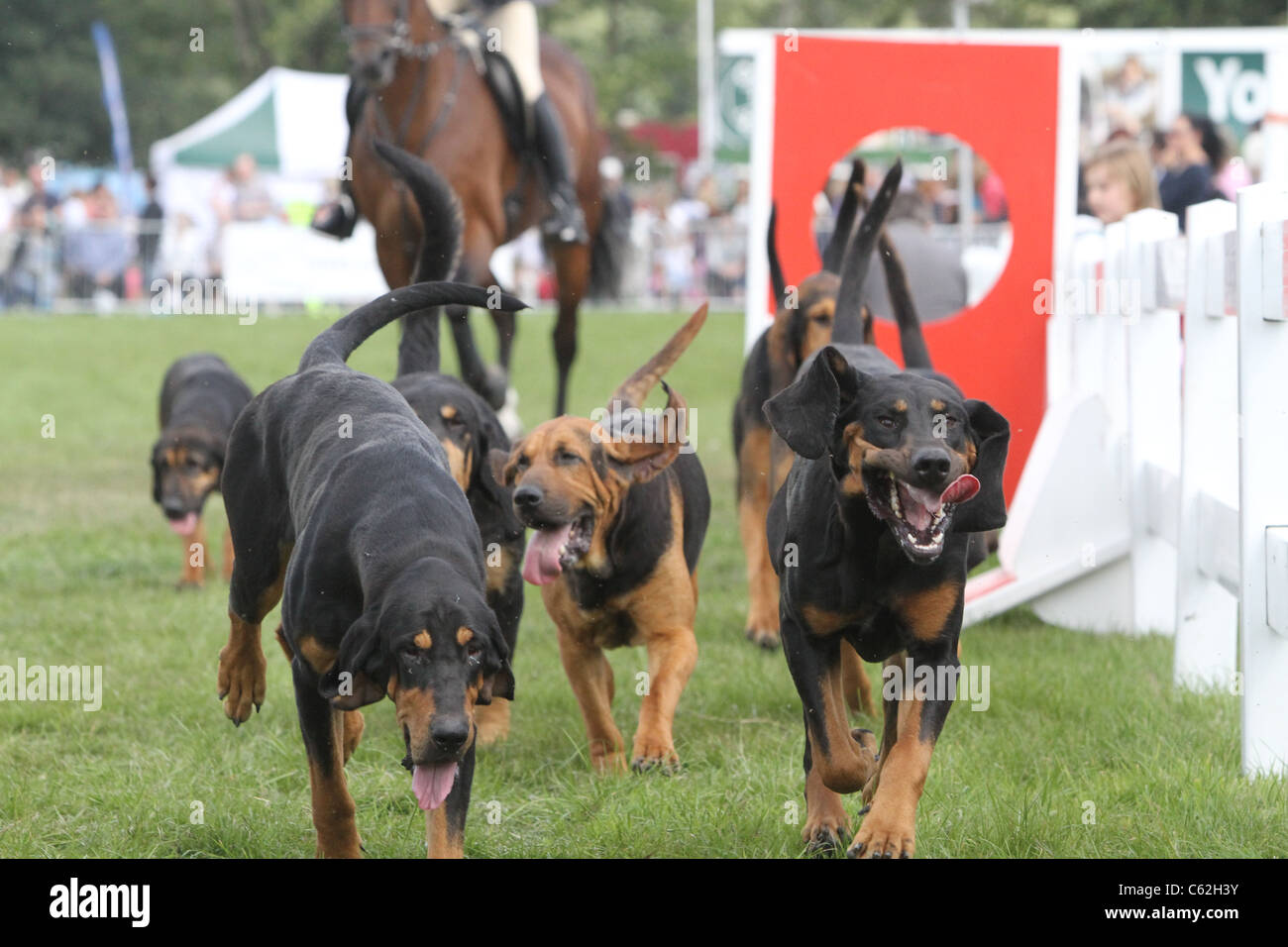 Blood hounds -Fotos und -Bildmaterial in hoher Auflösung – Alamy