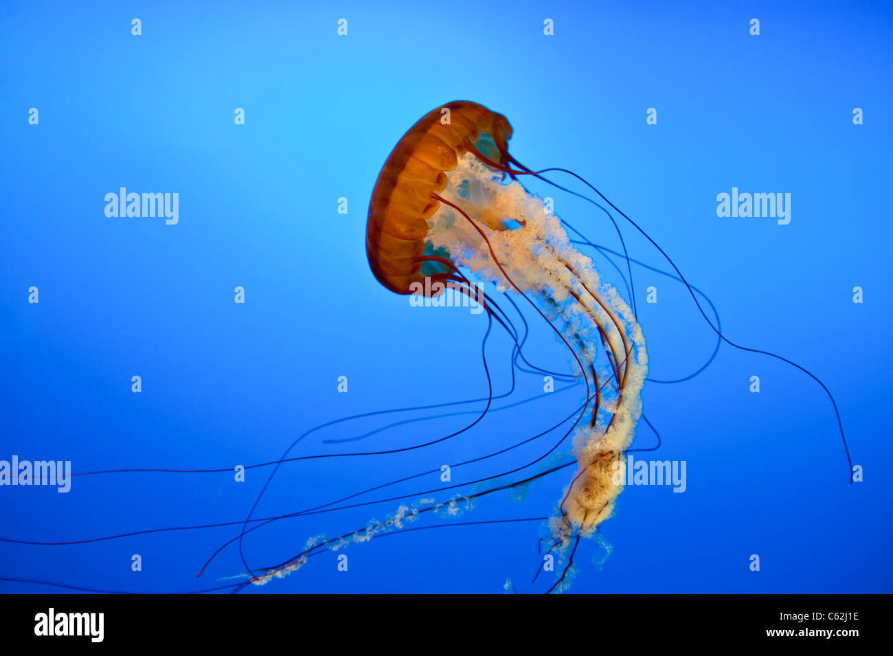 Box jellyfish fish -Fotos und -Bildmaterial in hoher Auflösung – Alamy