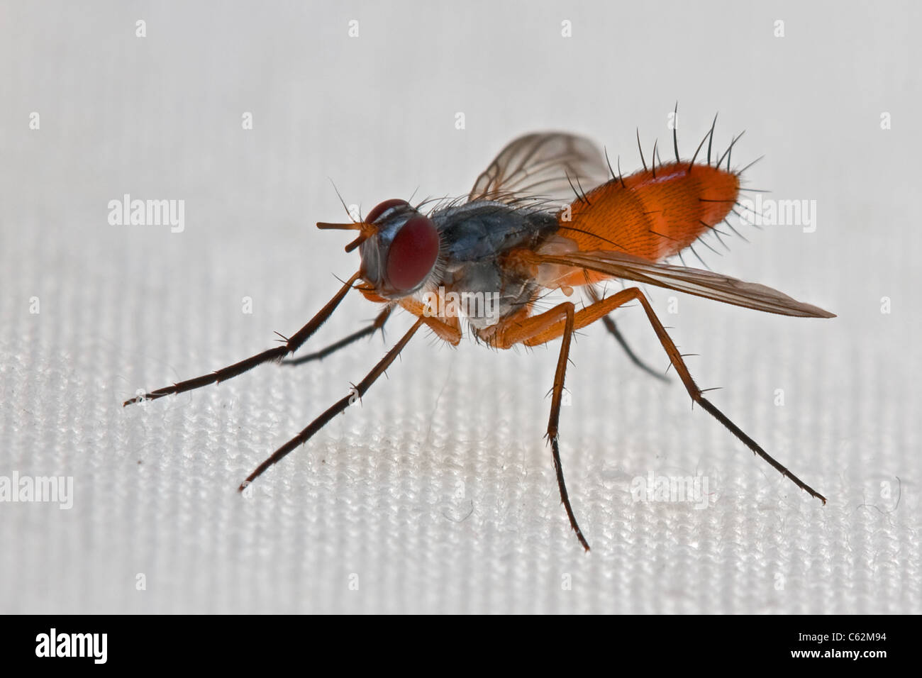 Fliege diptera -Fotos und -Bildmaterial in hoher Auflösung – Alamy