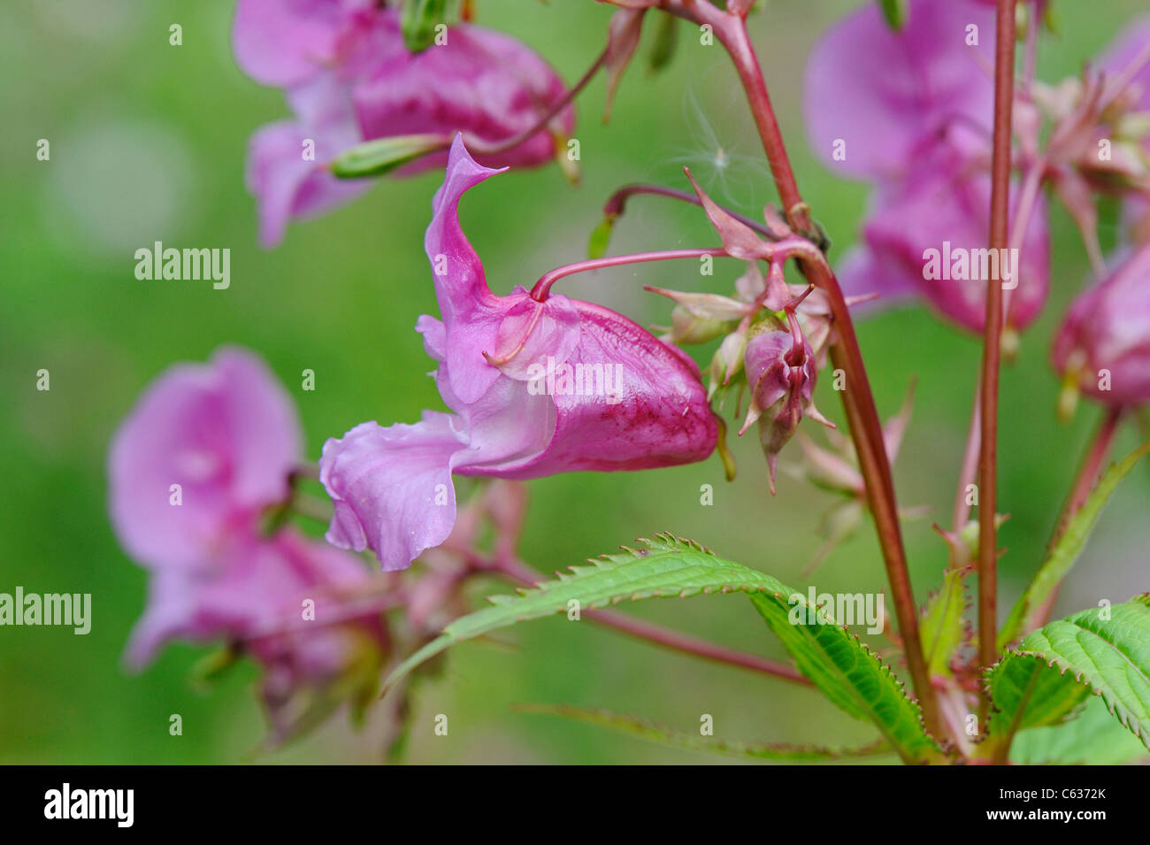 Invasive plants -Fotos und -Bildmaterial in hoher Auflösung – Alamy