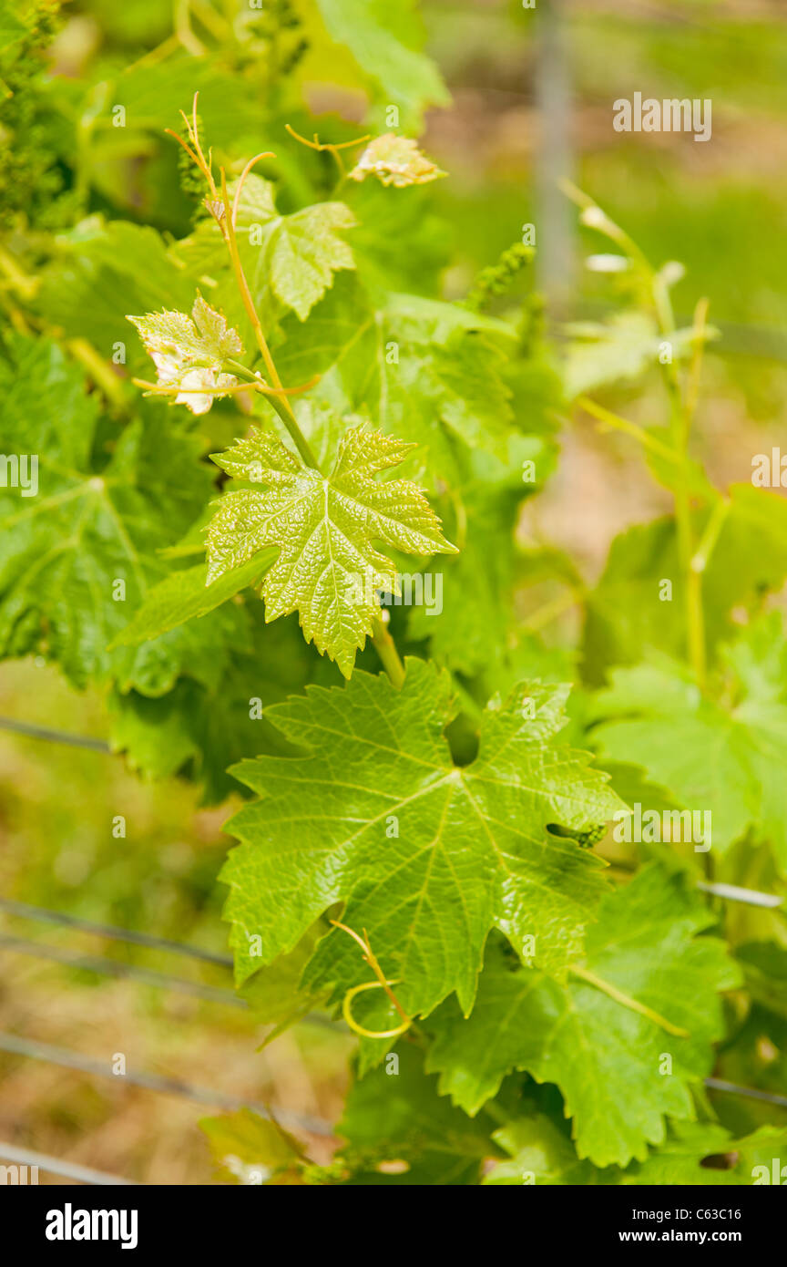 Wein reben -Fotos und -Bildmaterial in hoher Auflösung – Alamy