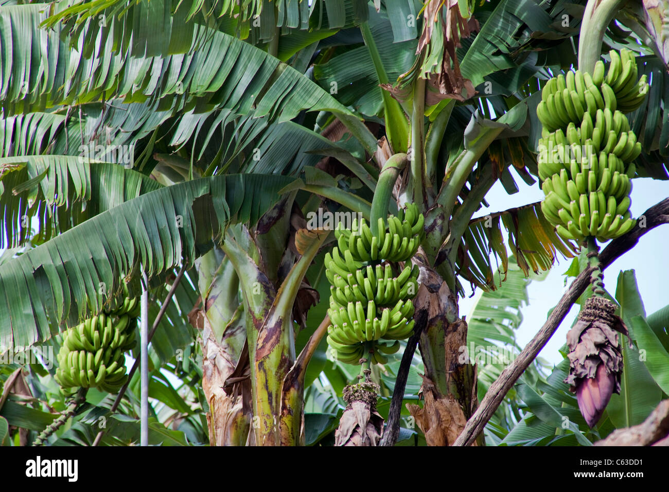 Bananenstauden bei Puerto Tazacorte, Puerto Naos, La Palma, Kanarische ...