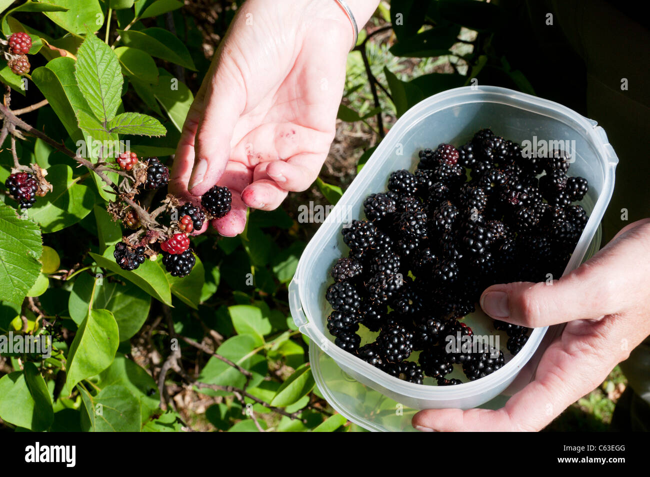 Brombeeren gb -Fotos und -Bildmaterial in hoher Auflösung – Alamy