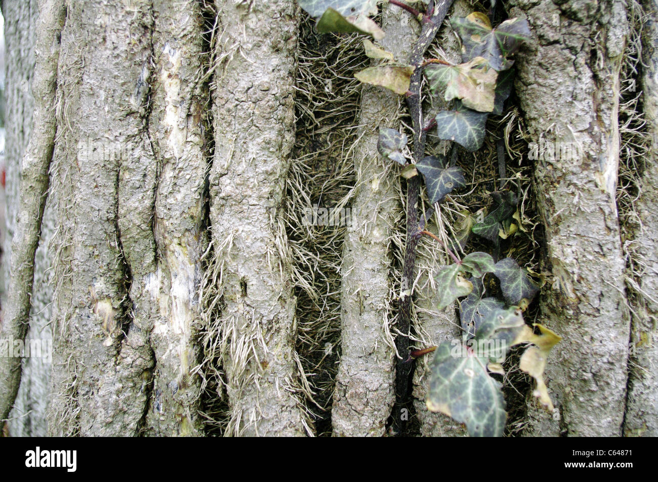 Englischer Efeu (Hedera Helix) Reben und Wurzeln Umhüllung Baumstamm ...