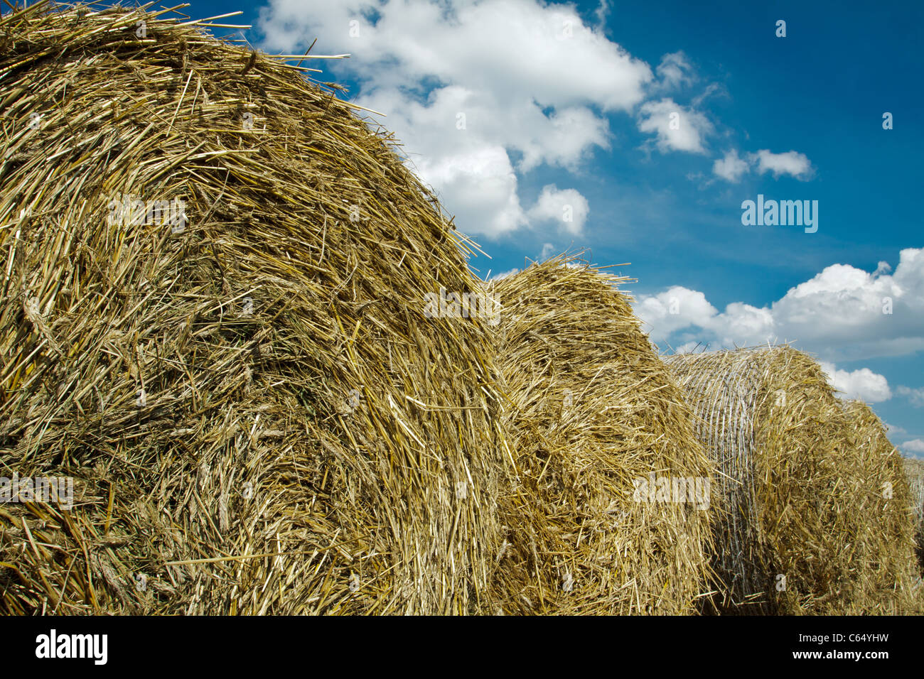 Goldene garbe -Fotos und -Bildmaterial in hoher Auflösung – Alamy