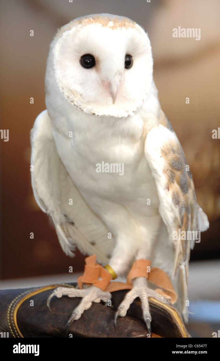 Chinesische eule -Fotos und -Bildmaterial in hoher Auflösung – Alamy
