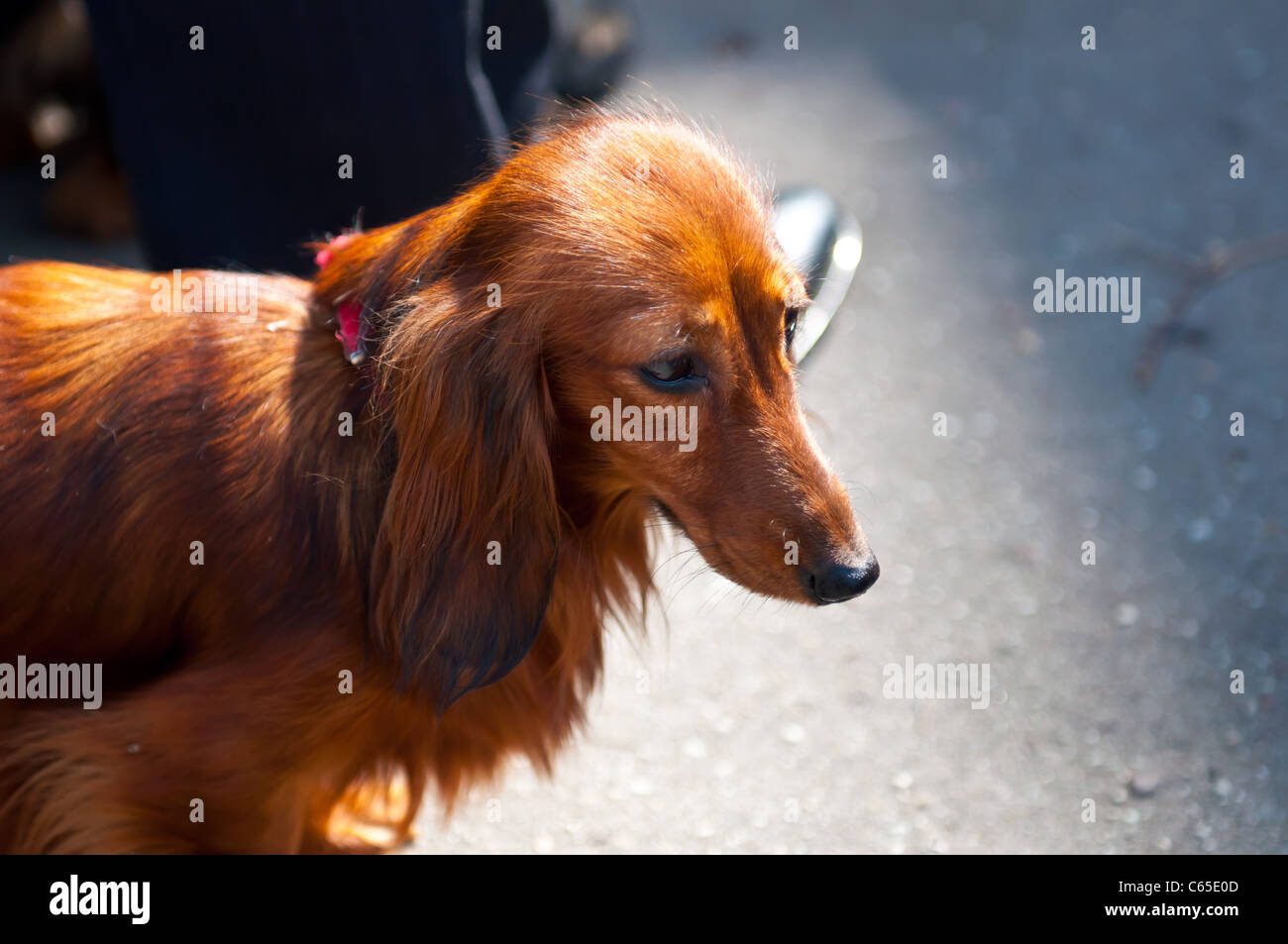 Der Dackel ist eine kurzbeinige, langen Körper Hunderasse Jagdhund ...