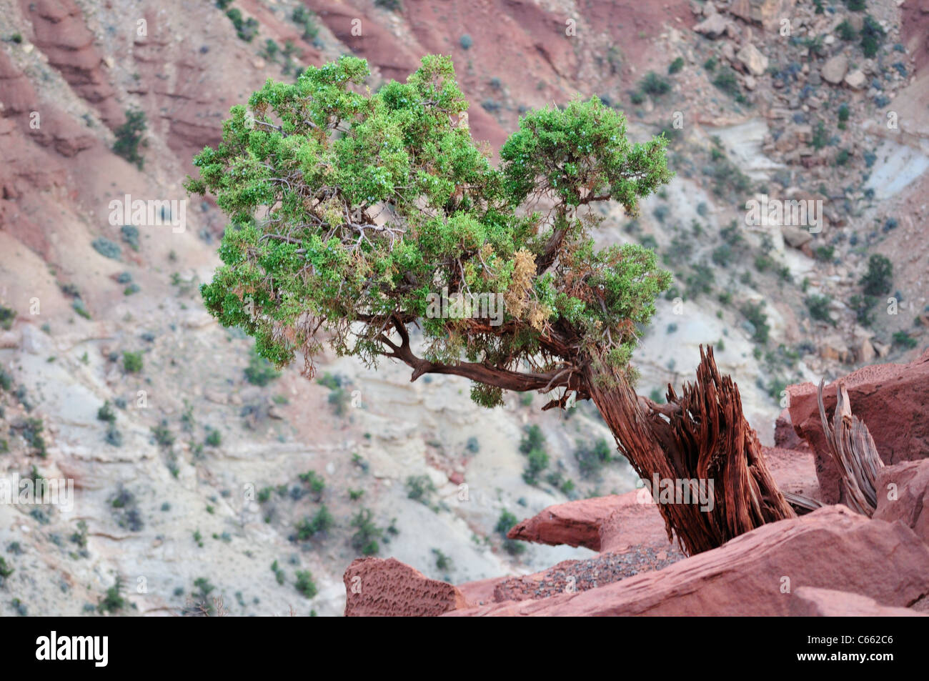 Eastern juniper -Fotos und -Bildmaterial in hoher Auflösung – Alamy