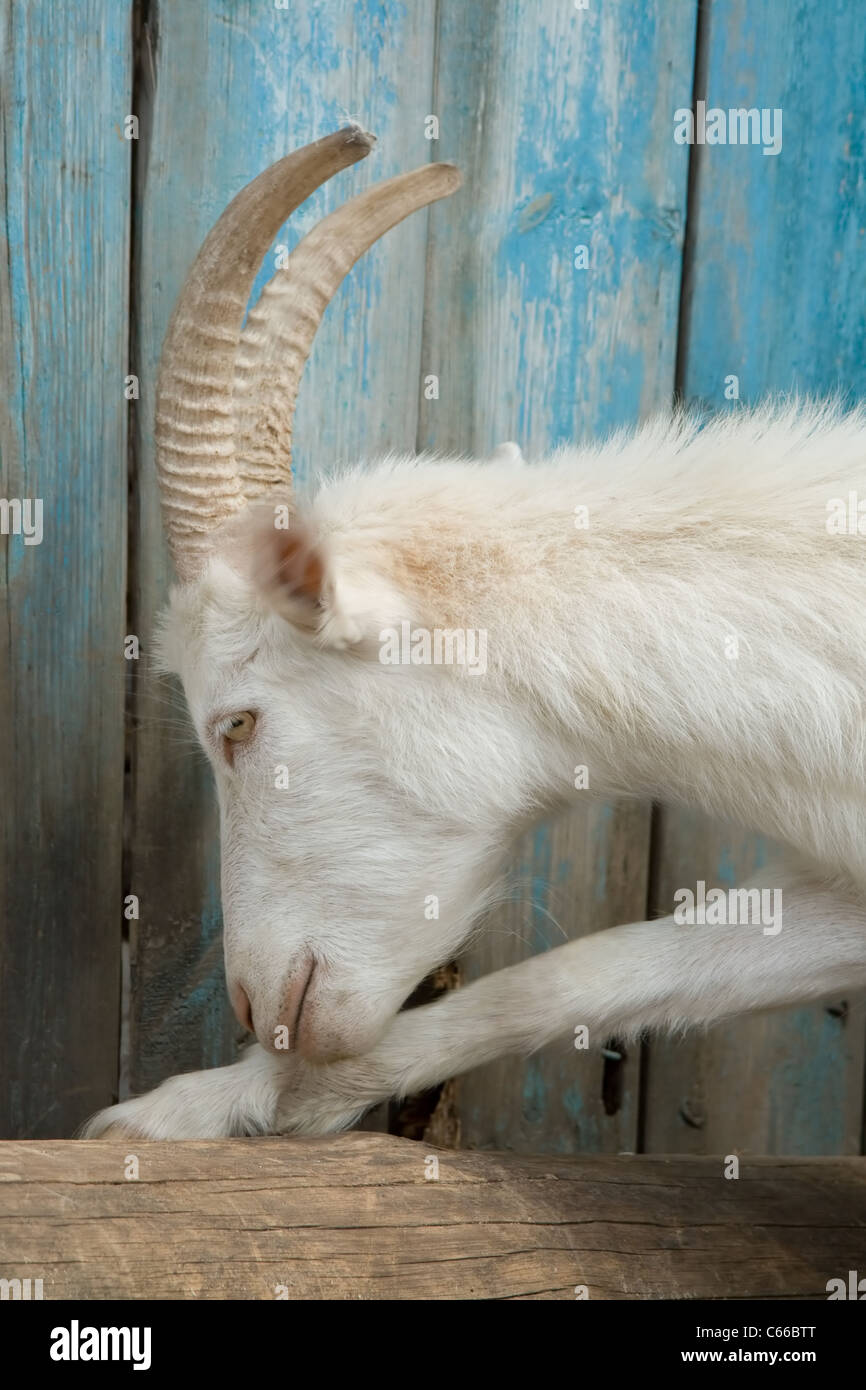 Fuss Lecken Stockfotos und -bilder Kaufen - Alamy