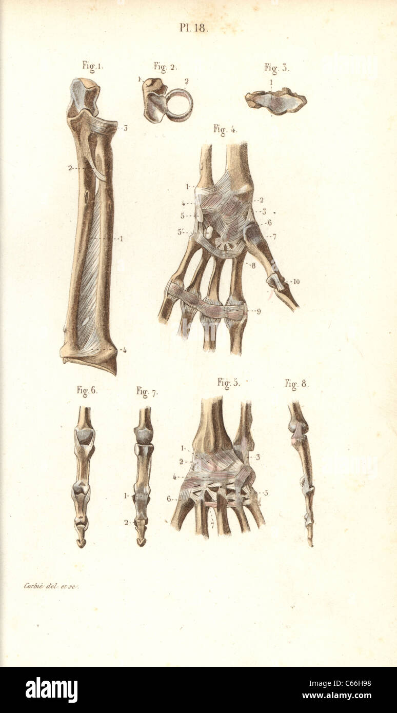 Unterarmknochen Med _ Ulna : Anatomie, Aufbau und Funktion – ZNVBGO