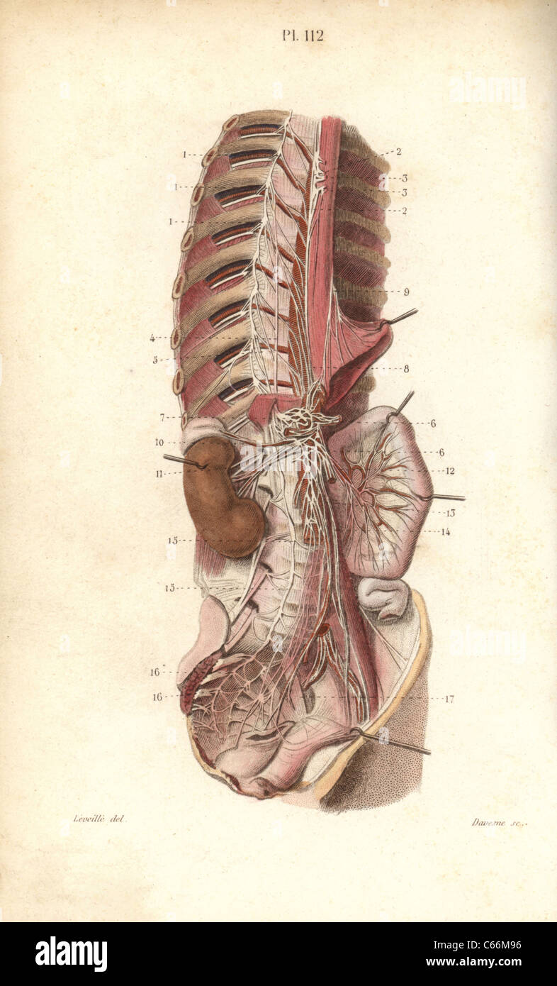 Sympathikus in der thorakale, lumbale und sakrale Plexus ...