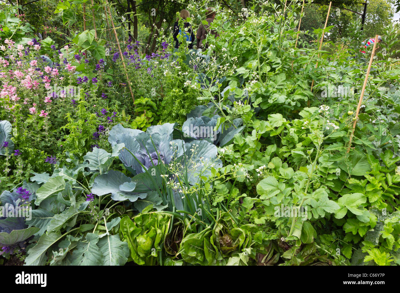 London, Kew Gardens, Royal Horticultural Society - gemischte Gemüse ...