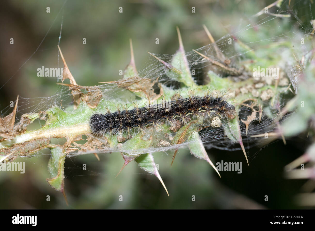 Vanessa cardui raupe -Fotos und -Bildmaterial in hoher Auflösung – Alamy