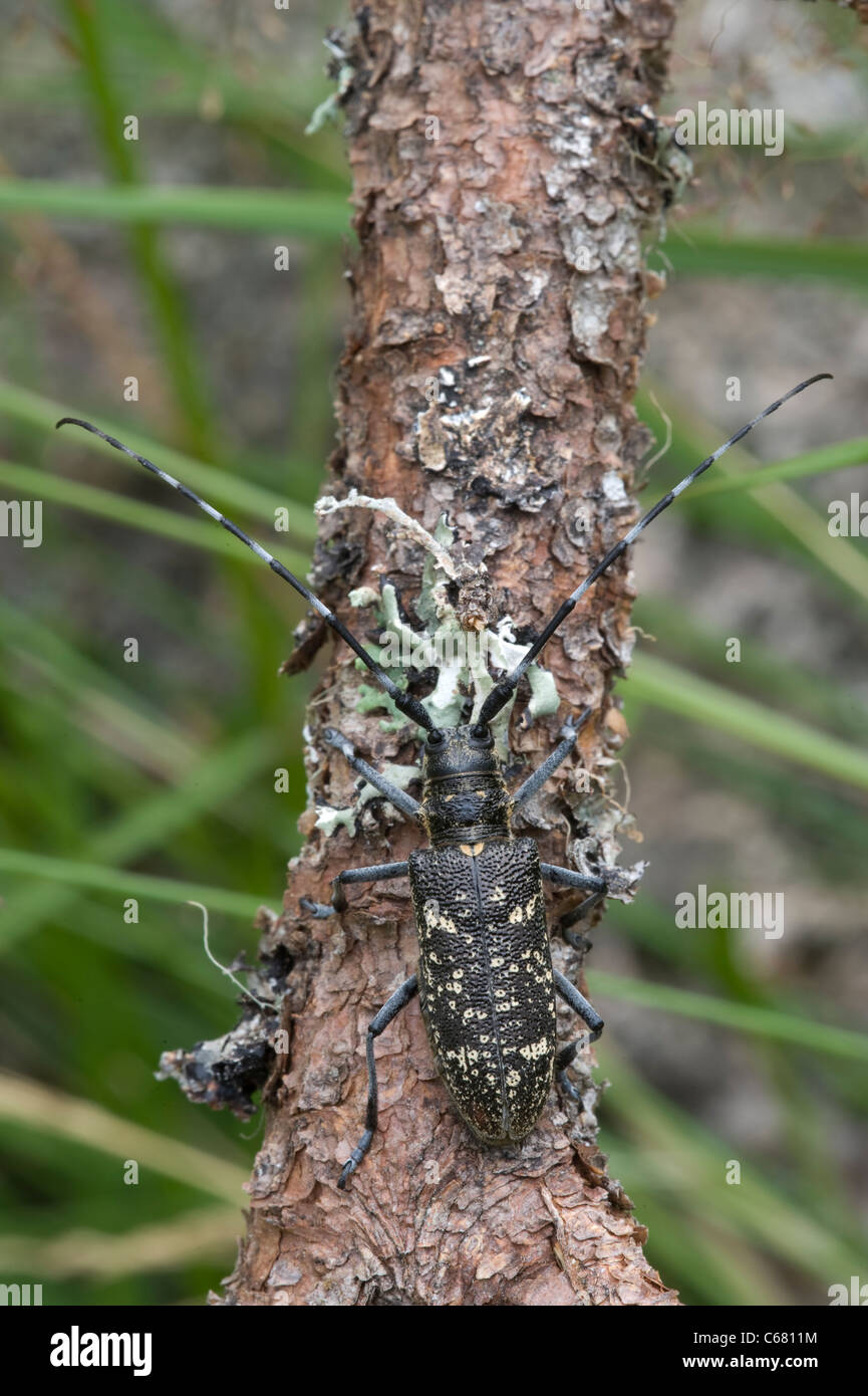 Long horned beetle monochamus sutor -Fotos und -Bildmaterial in hoher ...