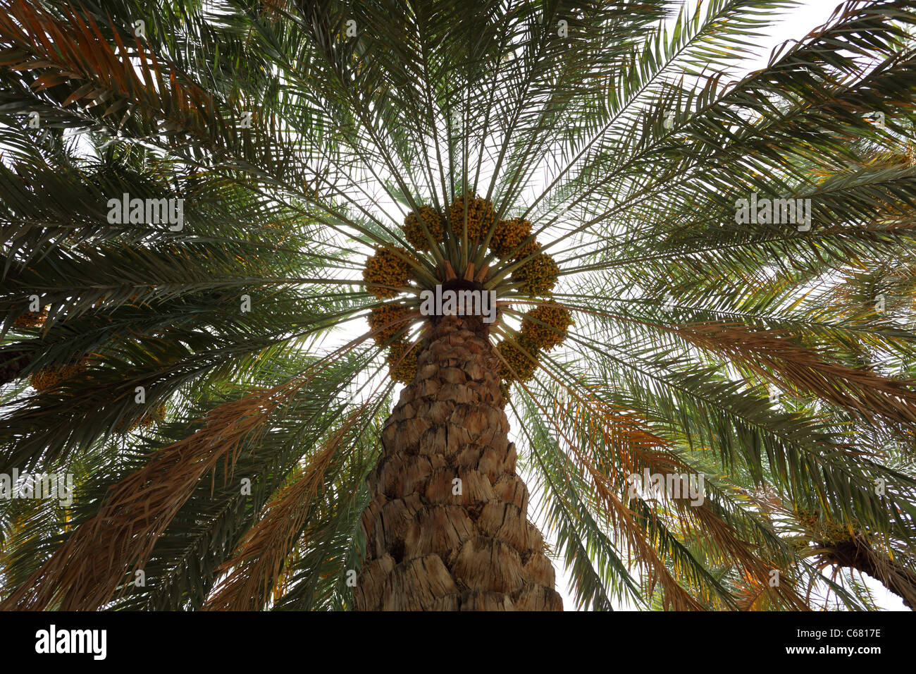 Date palm tree -Fotos und -Bildmaterial in hoher Auflösung – Alamy