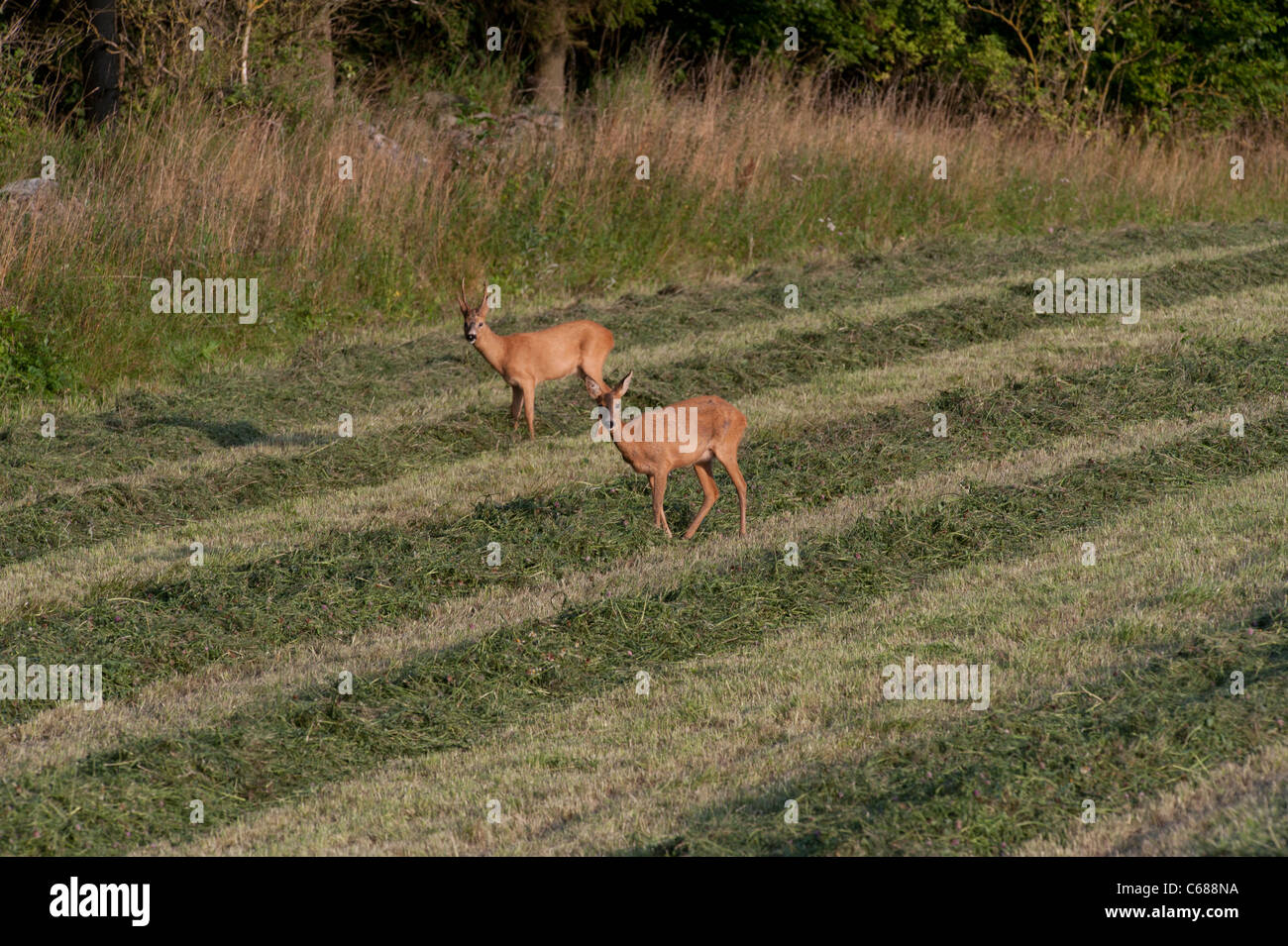 Zur Paarungszeit Stockfotos und -bilder Kaufen - Alamy