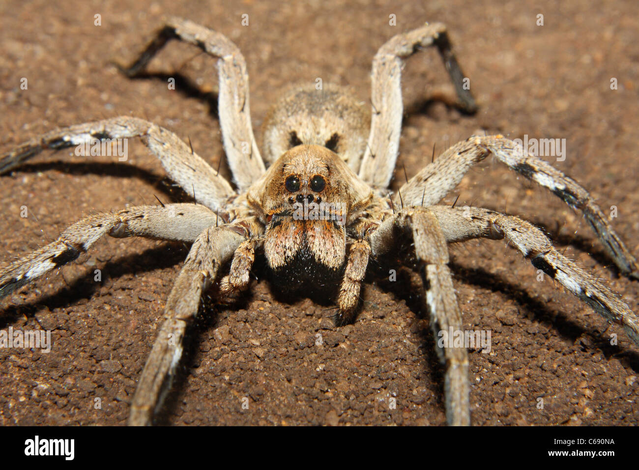 WOLFSPINNE Mitglieder der Familie Lycosidae Stockfotografie - Alamy