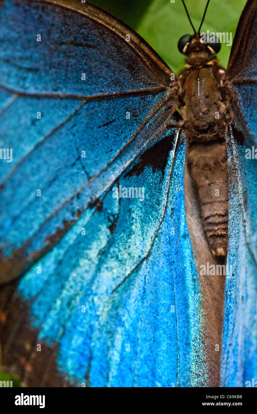 Blauer morpho morpho peleides schmetterling -Fotos und -Bildmaterial in ...
