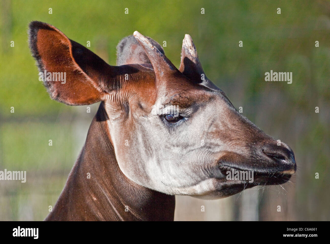 Okapi okapia johnstoni wildlife animal -Fotos und -Bildmaterial in ...