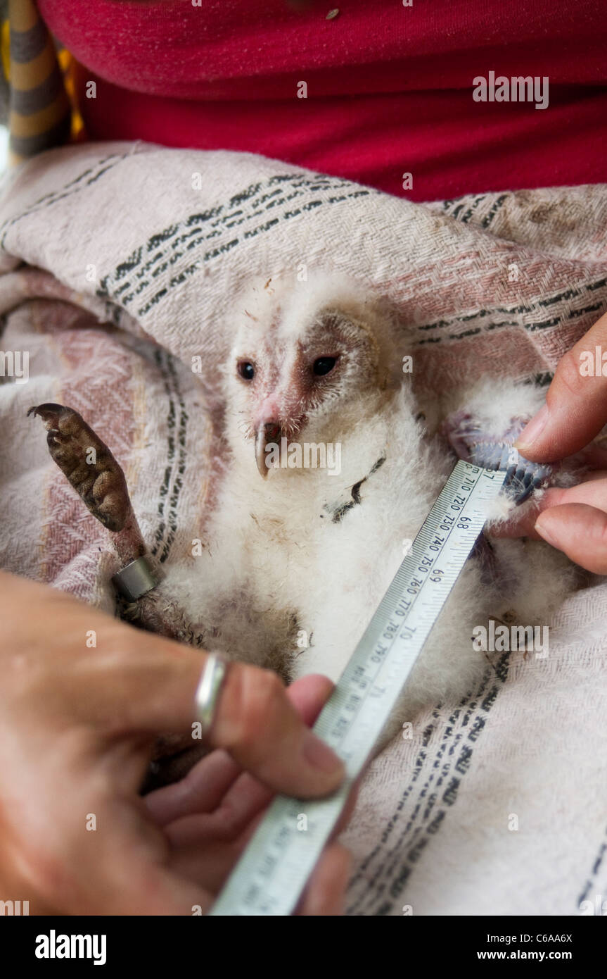 Schleiereule klingeln -Fotos und -Bildmaterial in hoher Auflösung – Alamy