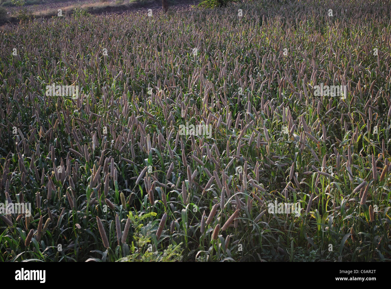 Gewöhnliche hirse -Fotos und -Bildmaterial in hoher Auflösung – Alamy