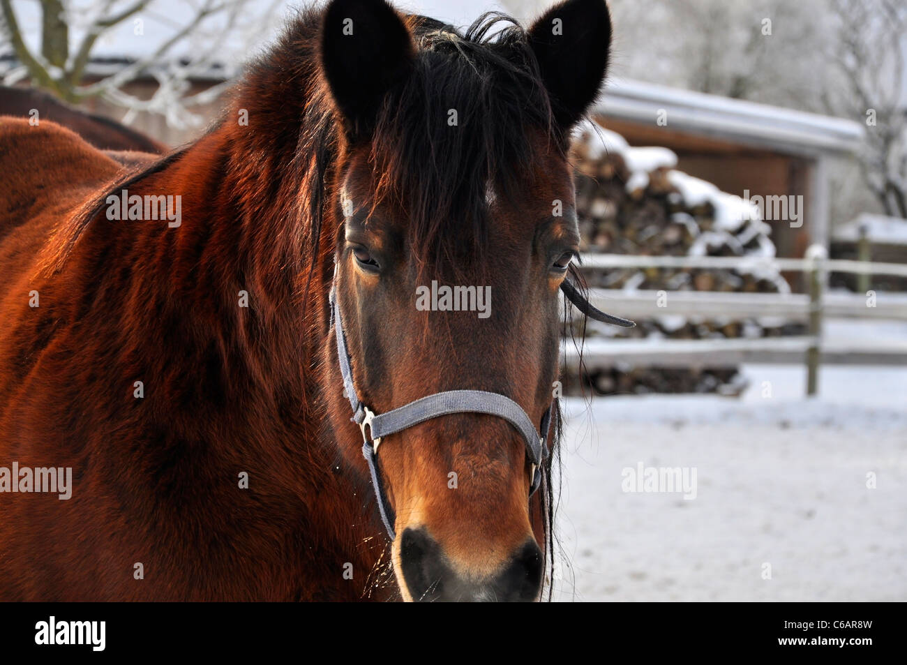 Kutsche pferd -Fotos und -Bildmaterial in hoher Auflösung – Alamy