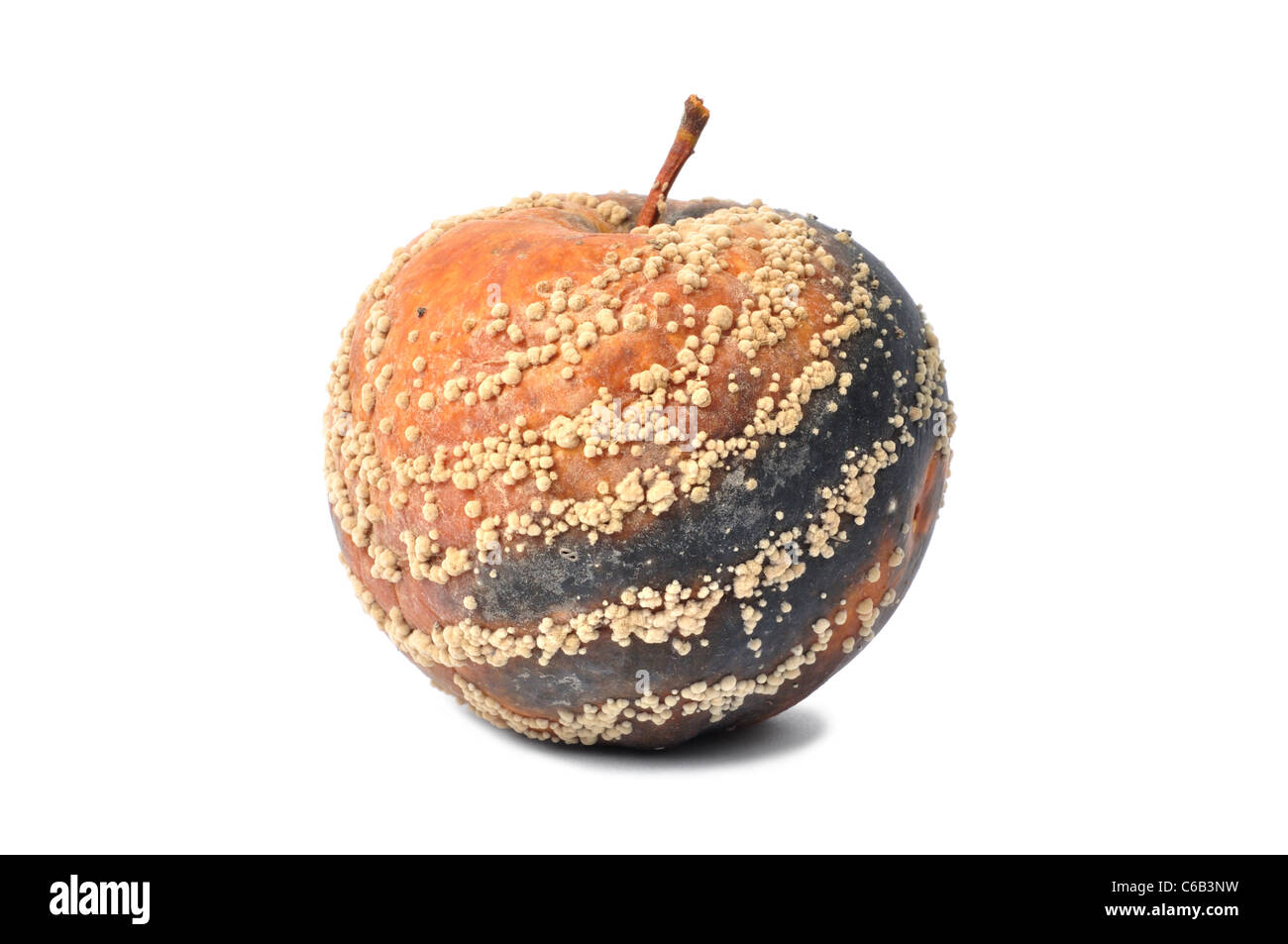 Rotten apple -Fotos und -Bildmaterial in hoher Auflösung – Alamy