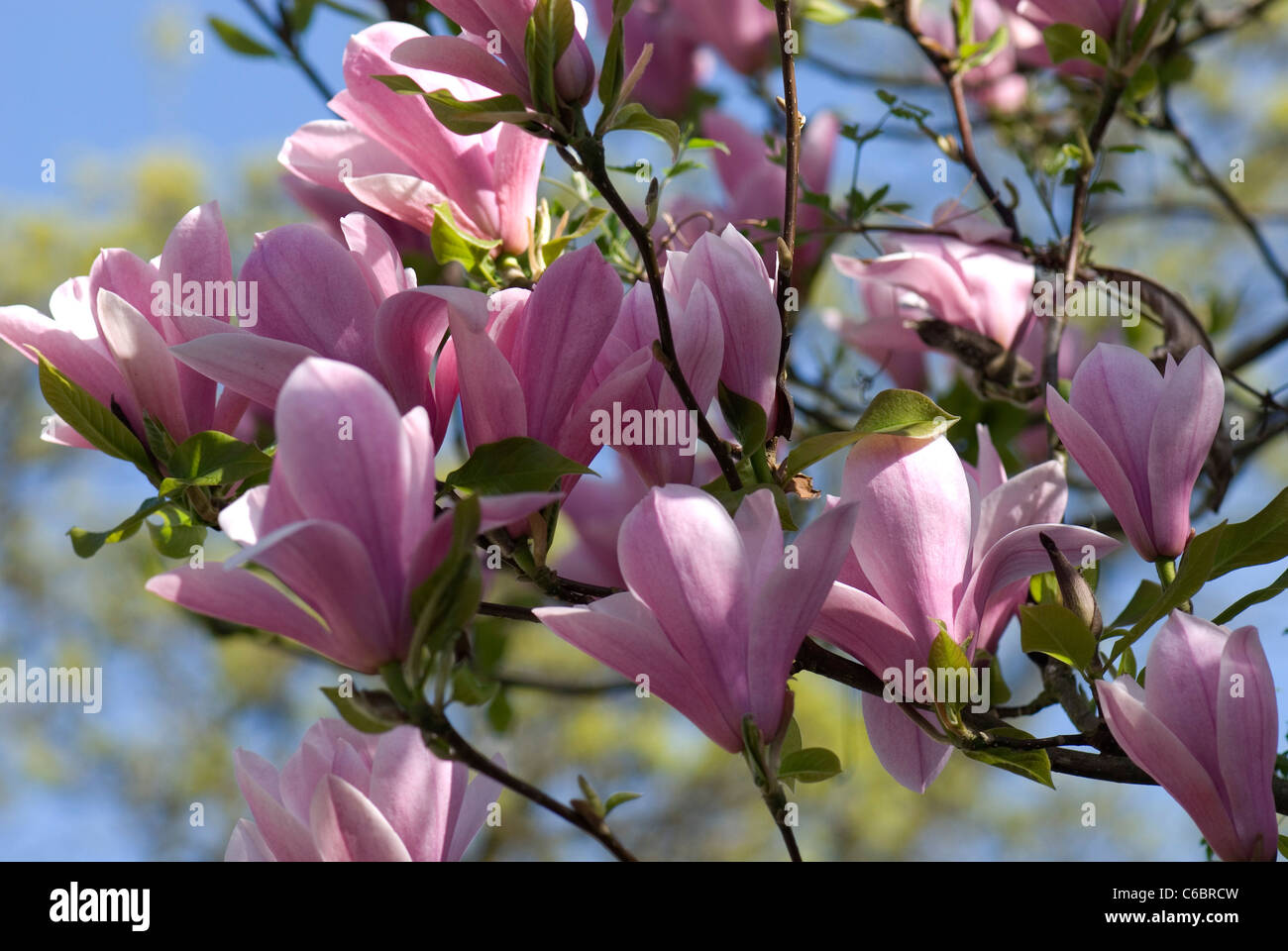 Magnolia x Soulangeana Rustica Rubra Stockfotografie - Alamy
