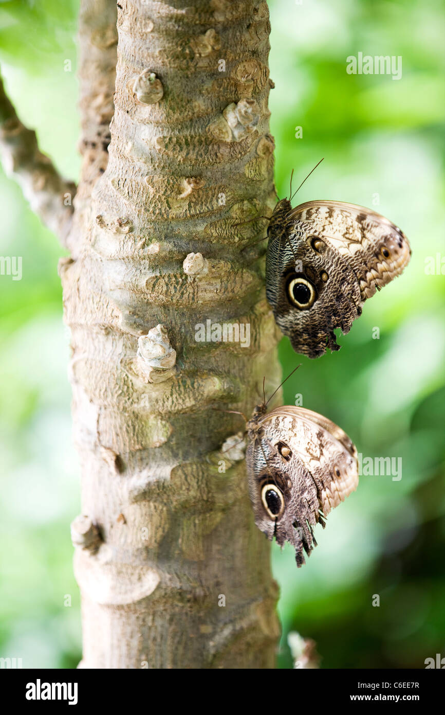 Zwei Eule Schmetterlinge Caligo Memnon ruht auf einem Baum ...