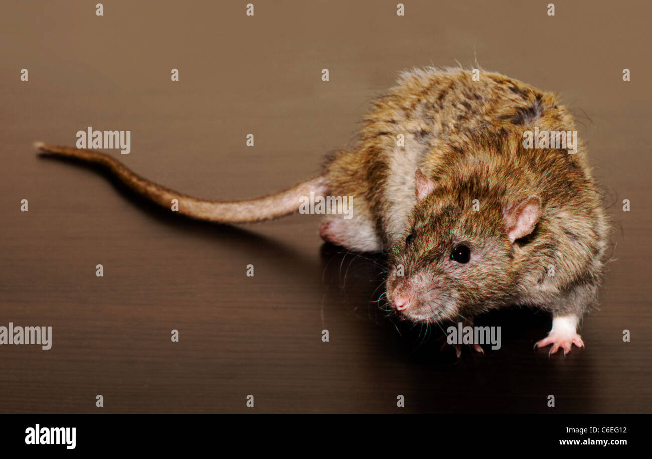 Schwarze ratten -Fotos und -Bildmaterial in hoher Auflösung – Alamy