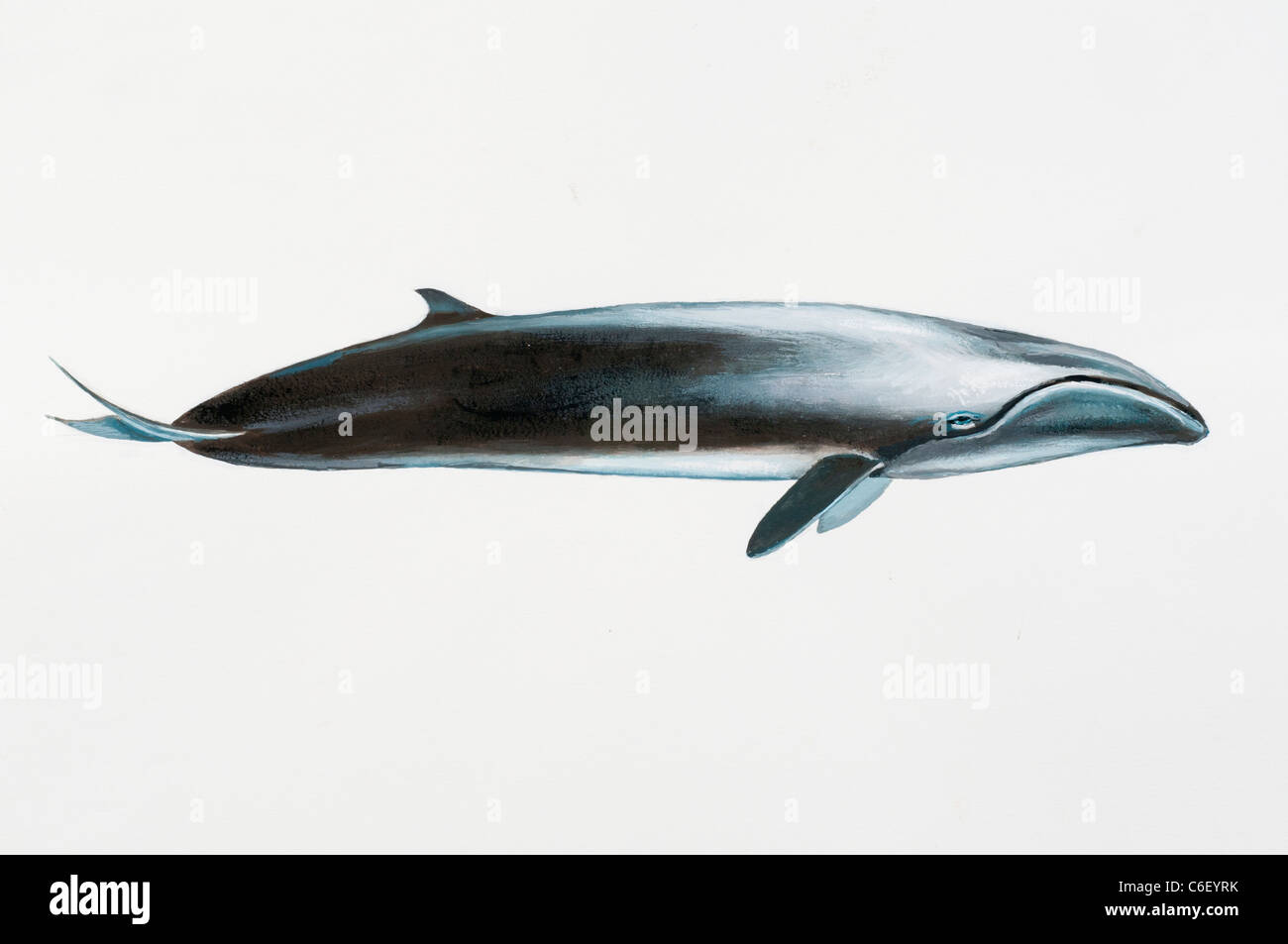 Pygmy Right Whale Caperea Marginata, Neobalaenidae, Cetacea ...