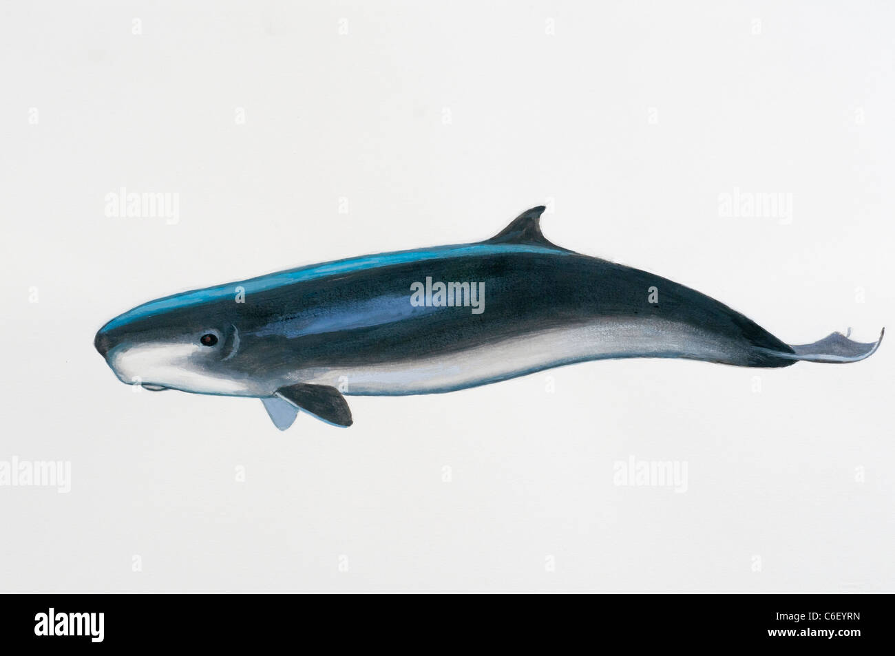 Kogia breviceps -Fotos und -Bildmaterial in hoher Auflösung – Alamy