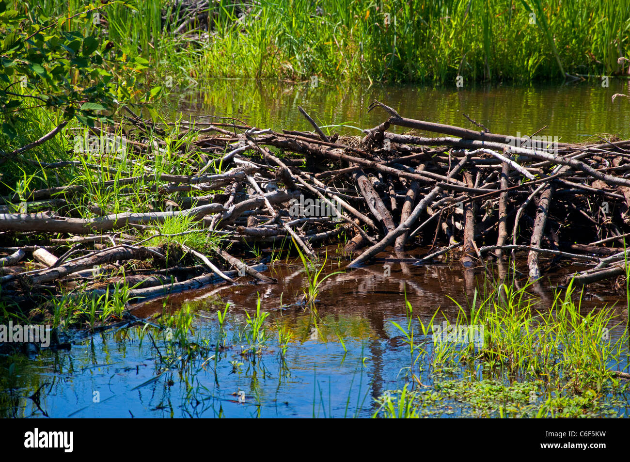 Biberdamm creek -Fotos und -Bildmaterial in hoher Auflösung – Alamy