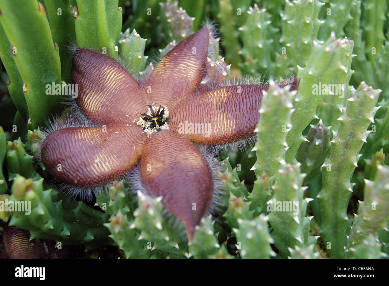 Orbea lepida -Fotos und -Bildmaterial in hoher Auflösung – Alamy