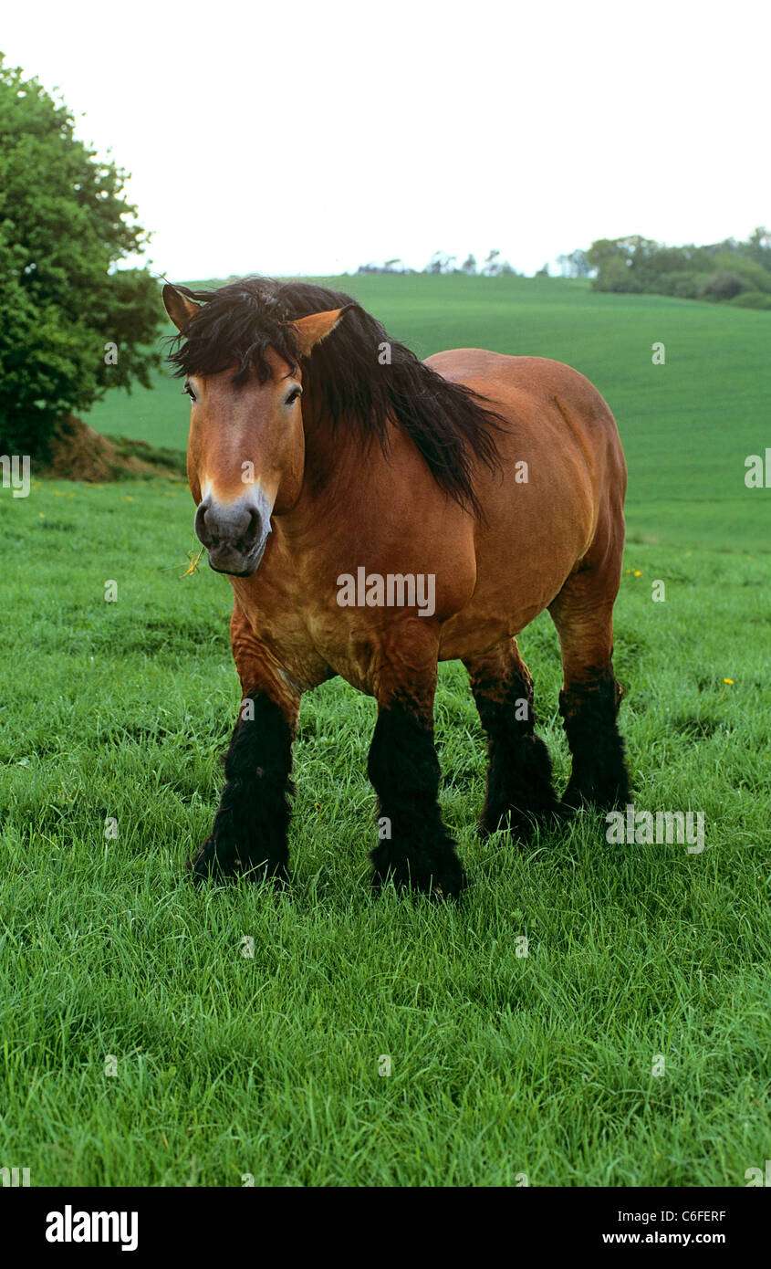 Ardennes draft horse stallion -Fotos und -Bildmaterial in hoher ...