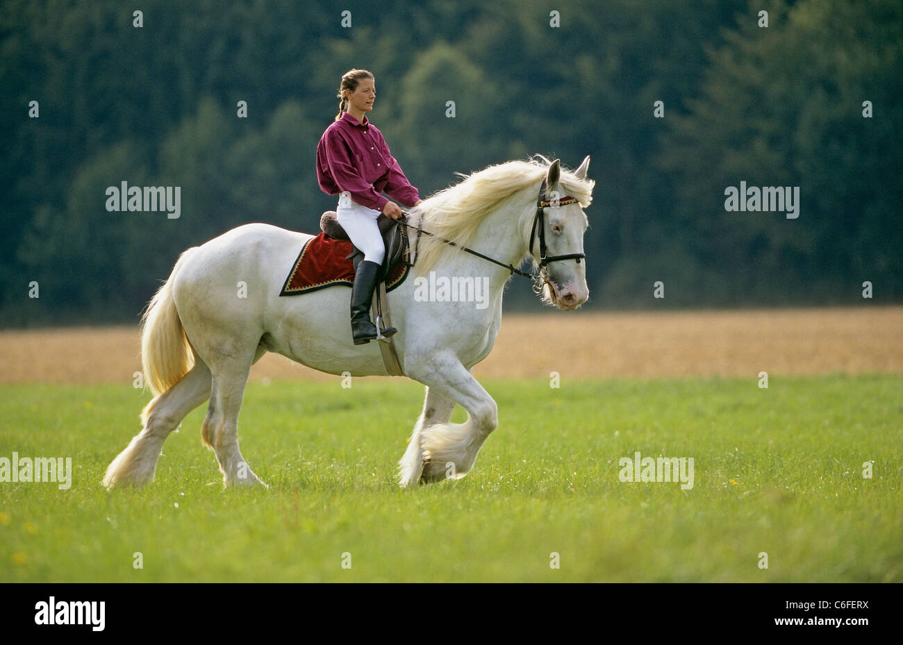 Shire horse human -Fotos und -Bildmaterial in hoher Auflösung – Alamy