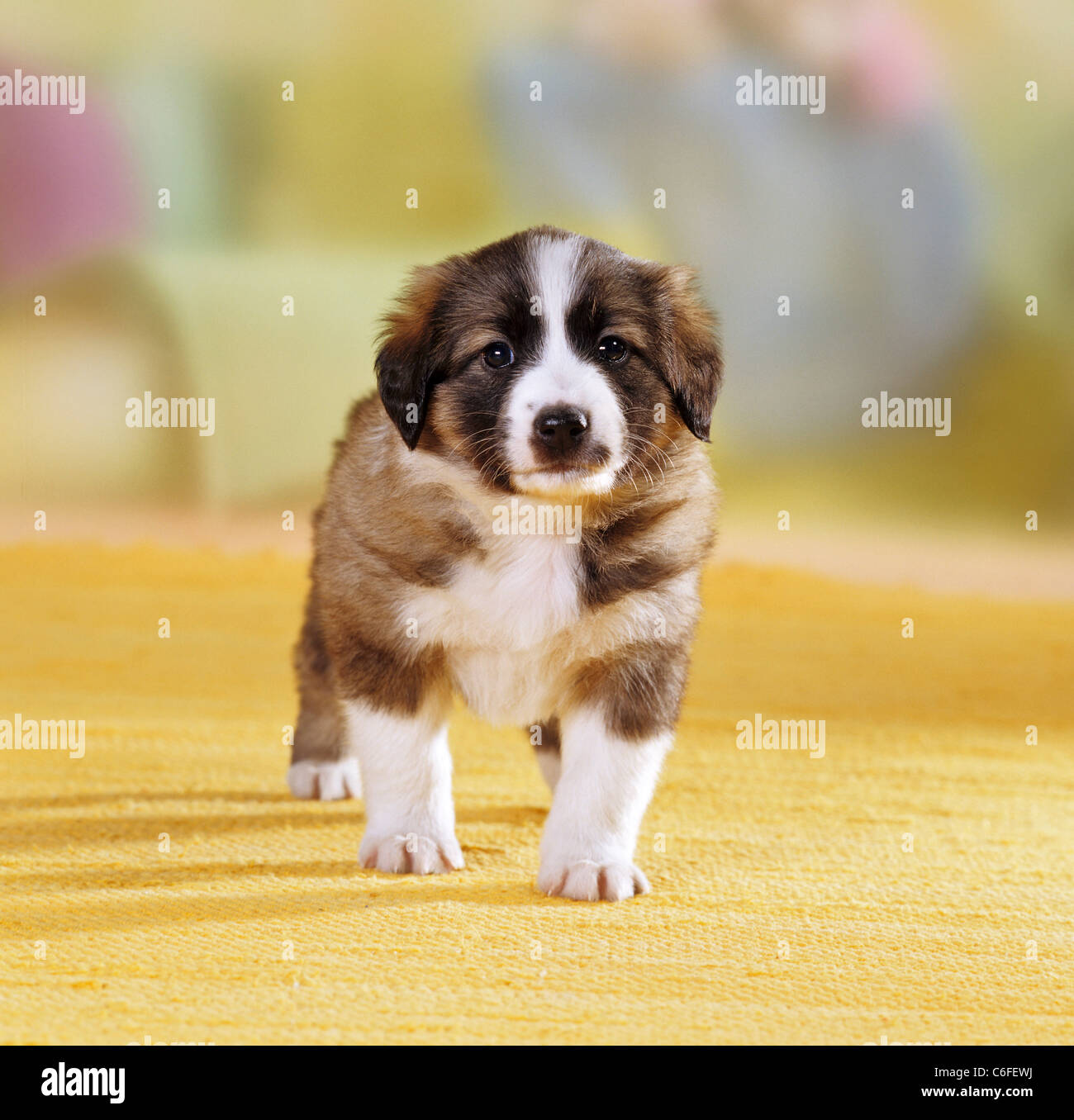 4 1 2 wochen -Fotos und -Bildmaterial in hoher Auflösung – Alamy