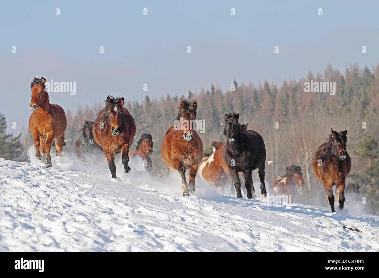 Pony pferd herde viele laufen -Fotos und -Bildmaterial in hoher ...
