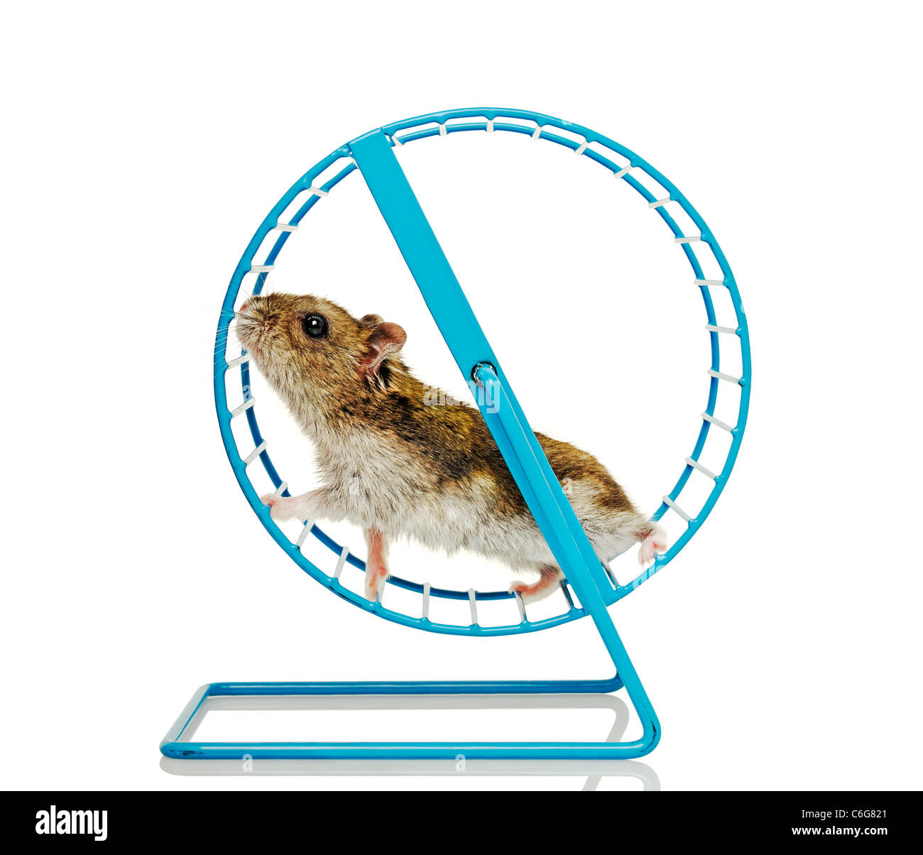 Pet hamster wheel -Fotos und -Bildmaterial in hoher Auflösung – Alamy