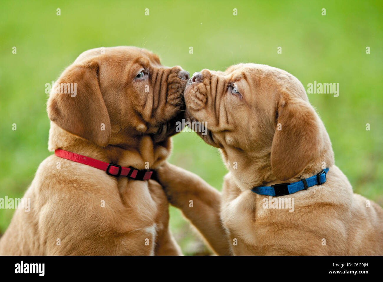 Bordeaux-Dogge Hund - zwei Welpen - knutschen Stockfotografie - Alamy