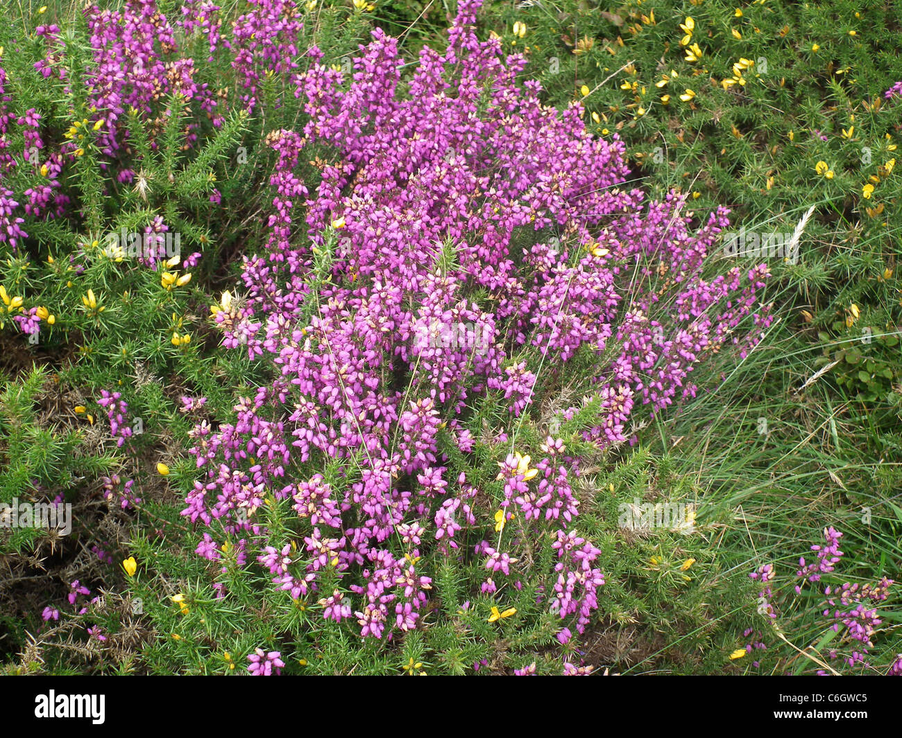 Caluna Vulgaris Stockfotos und -bilder Kaufen - Alamy