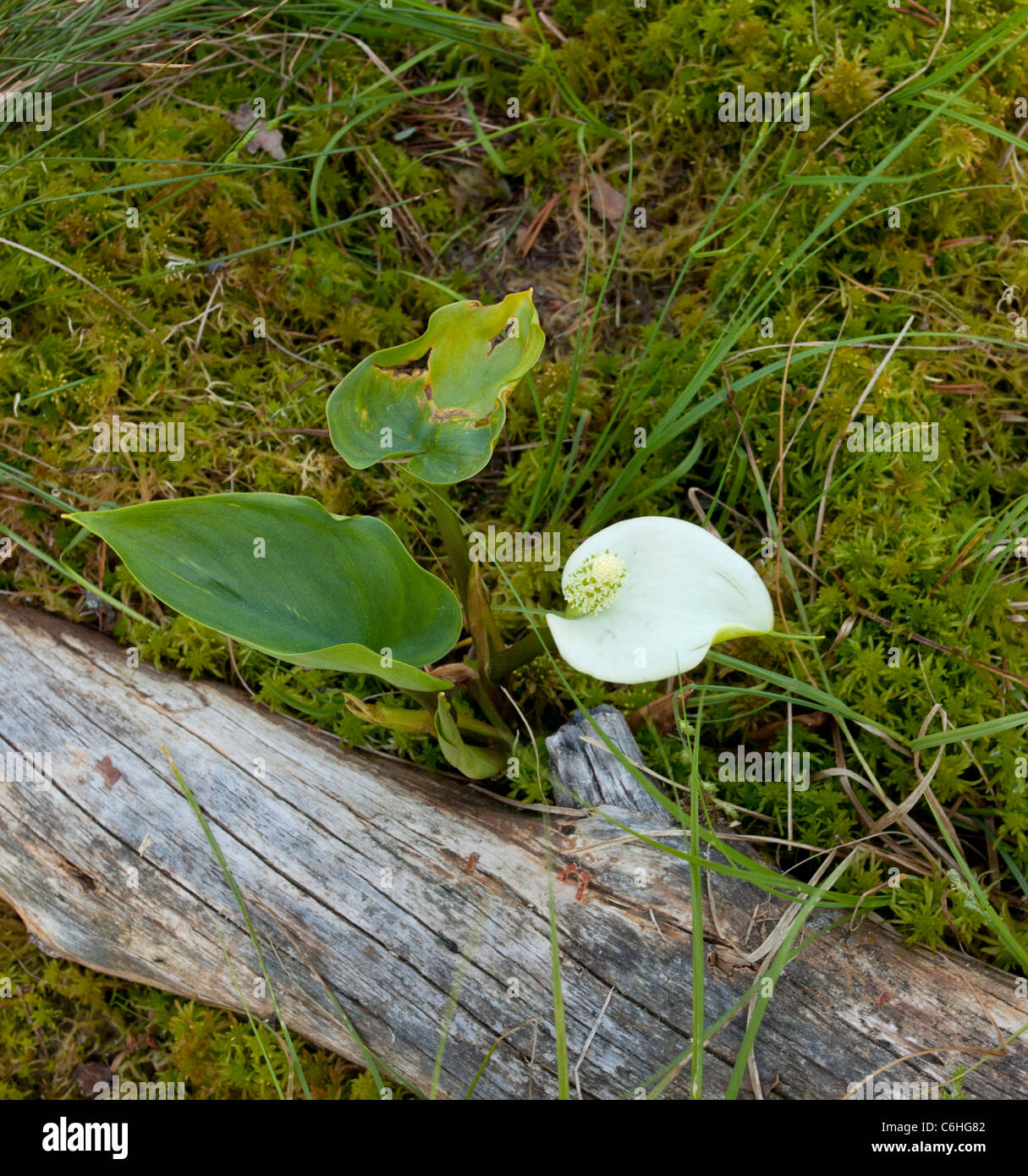 Blume der calla palustris -Fotos und -Bildmaterial in hoher Auflösung ...