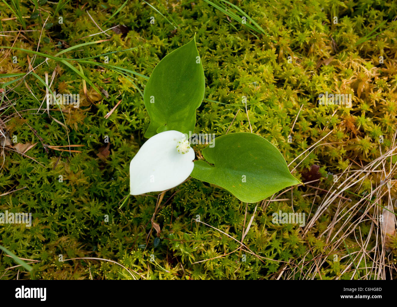 Blume der calla palustris -Fotos und -Bildmaterial in hoher Auflösung ...